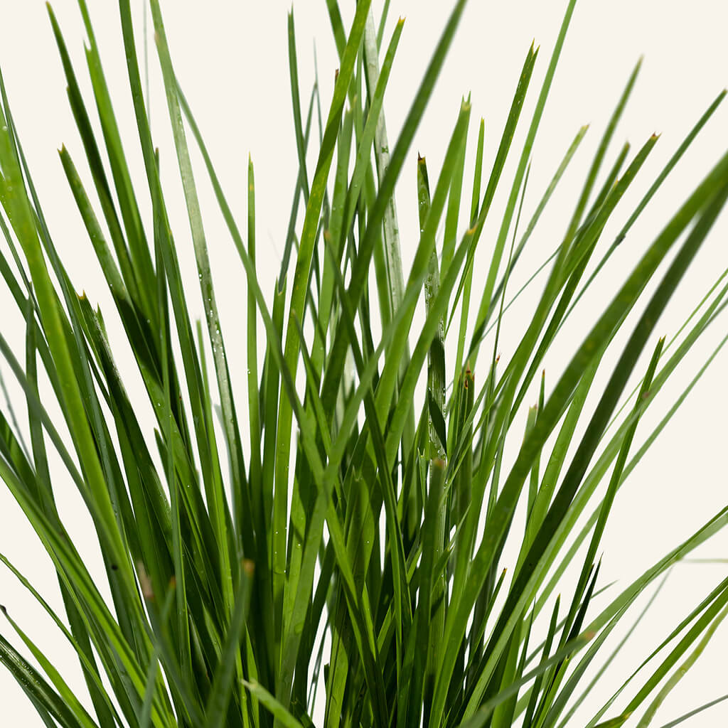 Our Plants. Lomandra longifolia 'Lime Tuff' | Instant Green Nursery ...