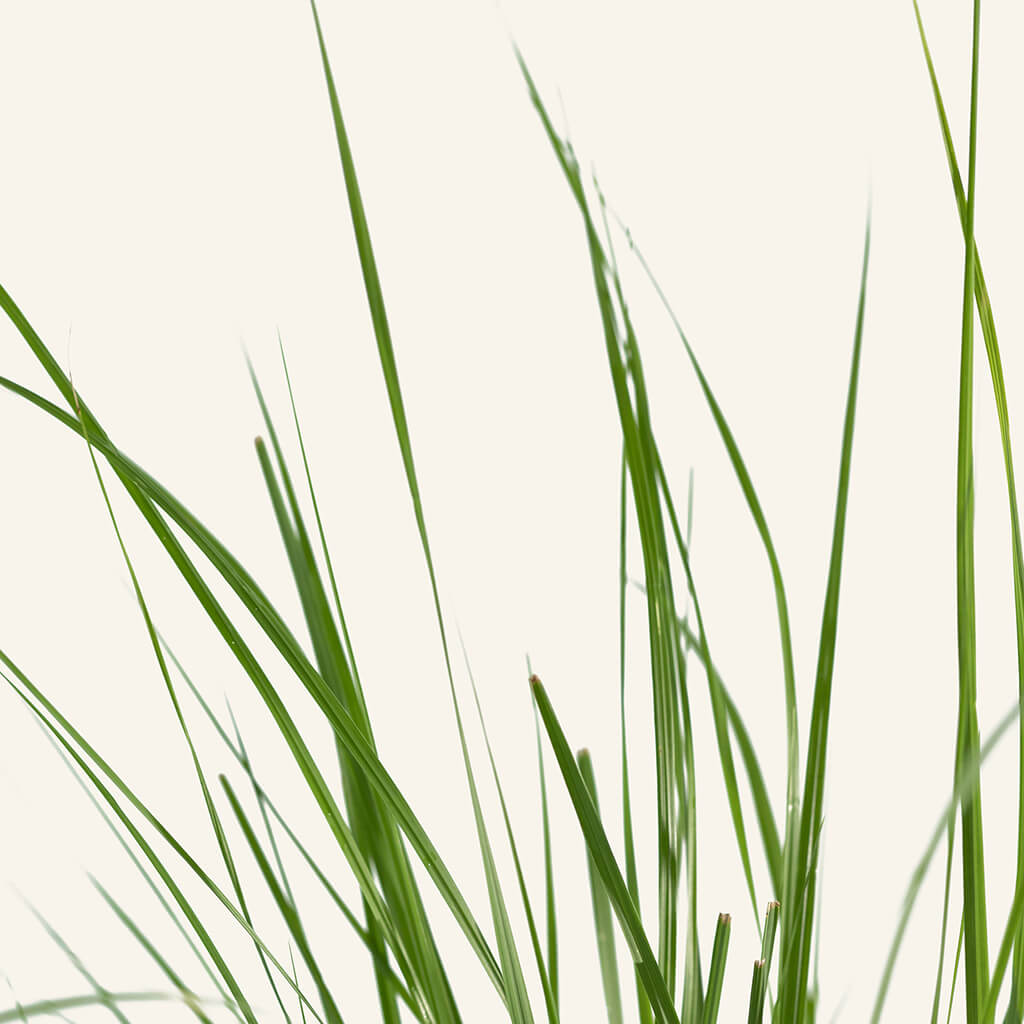 Our Plants. Pennisetum alopecuroides 'Nafray' | Instant Green Nursery ...