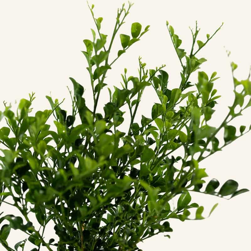 Our Plants. Murraya paniculata 'Min a Min' | Instant Green Nursery ...