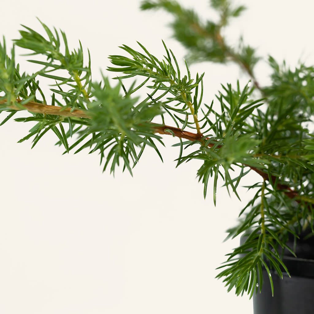 Our Plants. Juniperus conferta | Instant Green Nursery | Wholesale ...