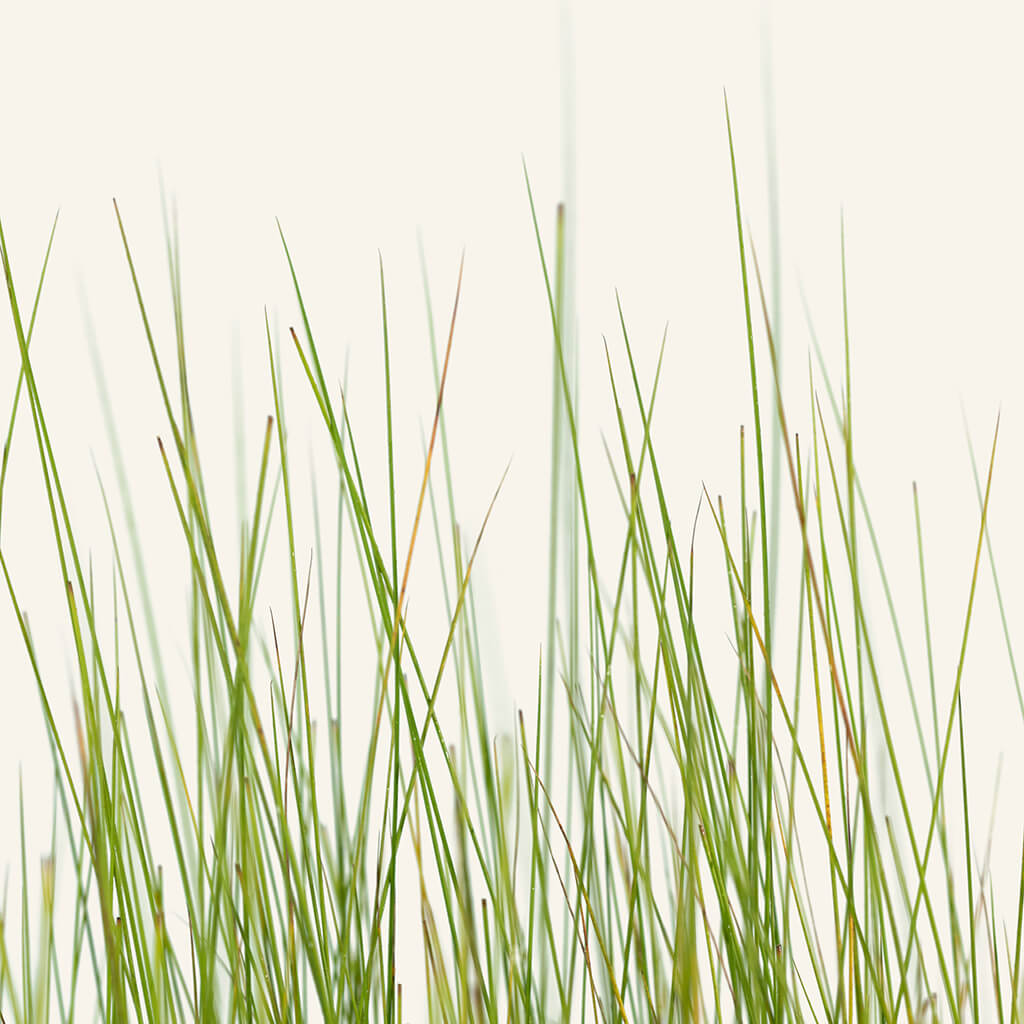 Our Plants. Juncus usitatus | Instant Green Nursery | Wholesale Plant ... Our Plants. Juncus usitatus | Instant Green Nursery | Wholesale Plant ...