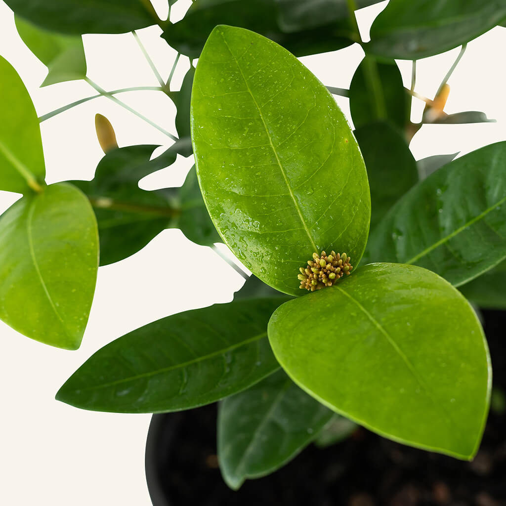 Our Plants. Ixora Pirates Gold | Instant Green Nursery | Wholesale ...