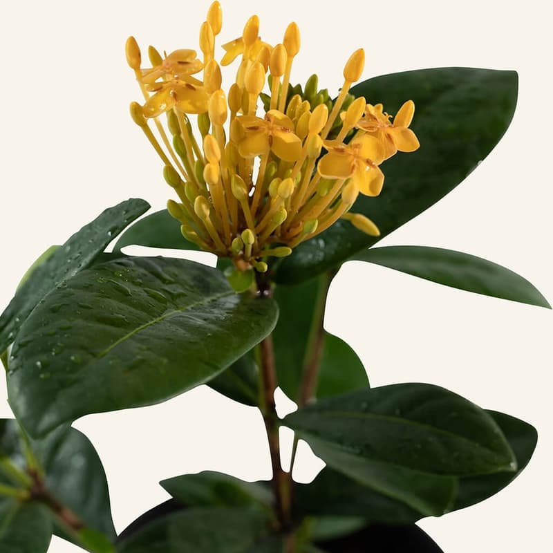 Our Plants. Ixora Compacta | Instant Green Nursery | Wholesale Plant Supply