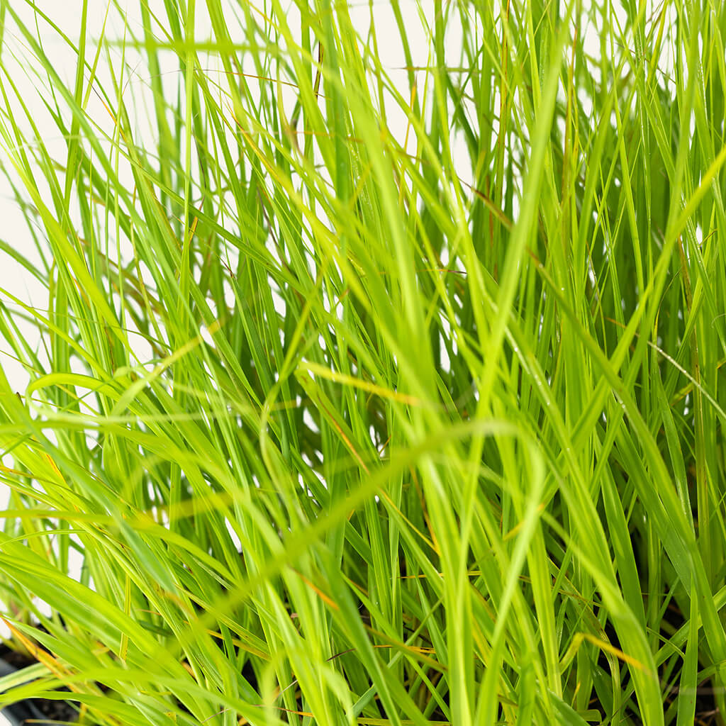 Our Plants. Gahnia sieberiana | Instant Green Nursery | Wholesale Plant ...