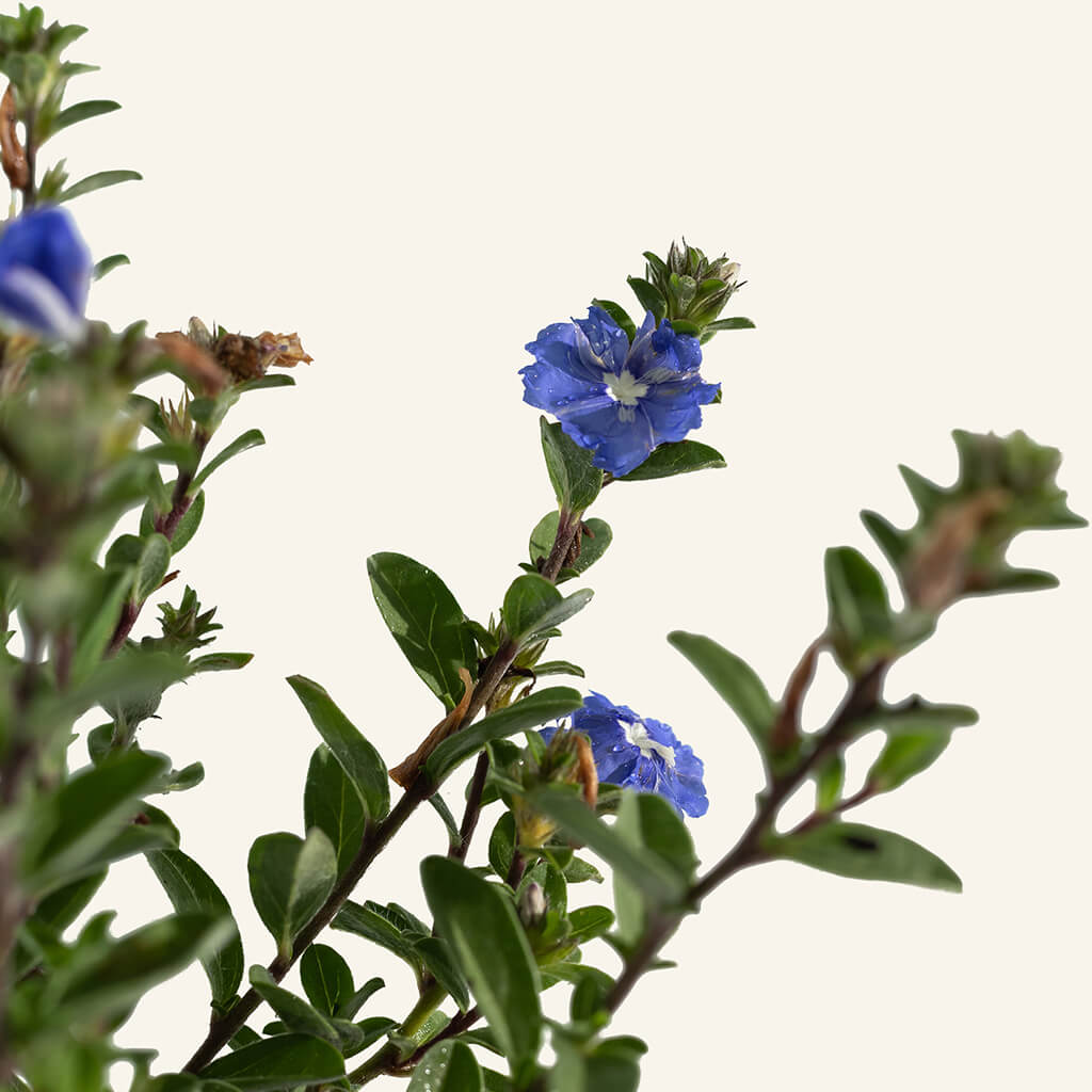 Our Plants. Evolvulus pilosus | Instant Green Nursery | Wholesale Plant ...