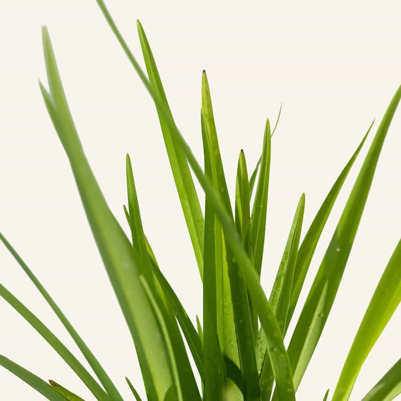 Our Plants. Dianella caerulea | Instant Green Nursery | Wholesale Plant ...