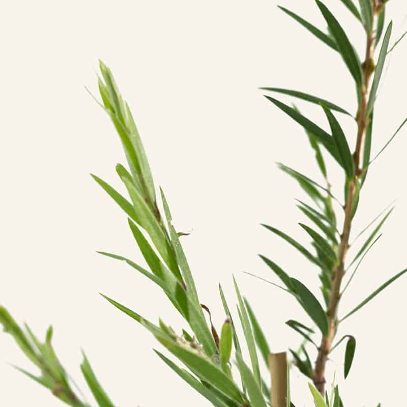 Our Plants. Callistemon viminalis 'Dawson River Weeper' | Instant Green ...