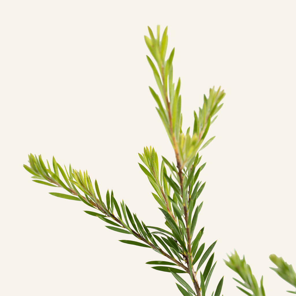 Our Plants. Callistemon pearsonii | Instant Green Nursery | Wholesale ...