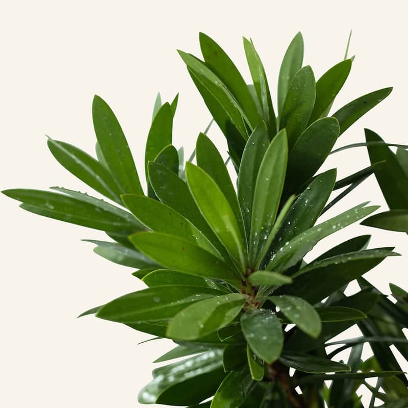 Our Plants. Callistemon Little John | Instant Green Nursery | Wholesale ...