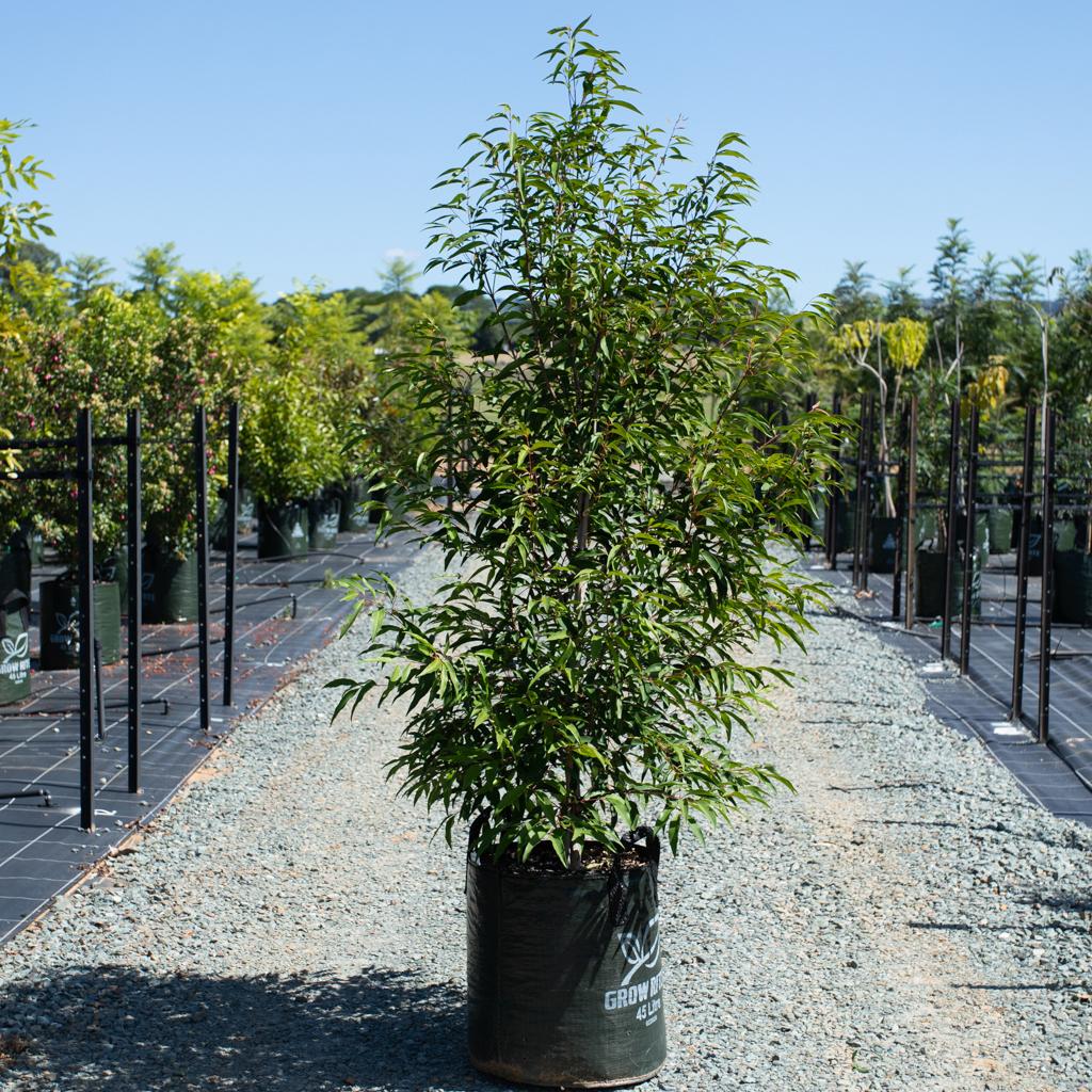 Our Plants. Waterhousea floribunda | Instant Green Nursery | Wholesale ...