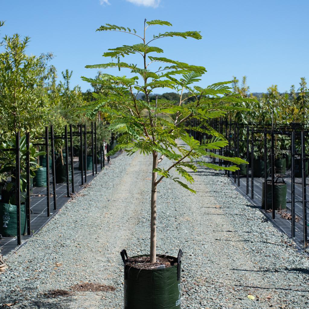 Our Plants. Peltophorum pterocarpum | Instant Green Nursery | Wholesale Plant Supply