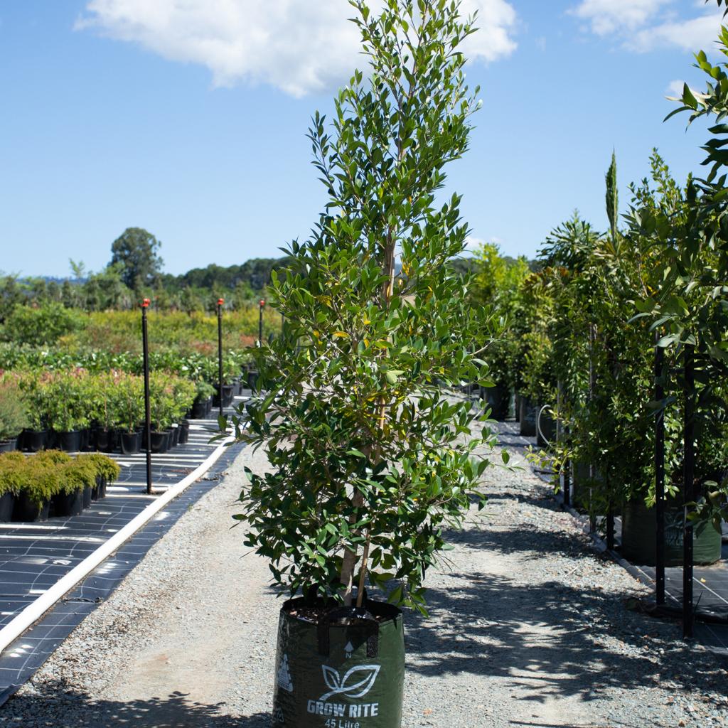 Our Plants. Ficus microcarpa 'Hillii' | Instant Green Nursery ...