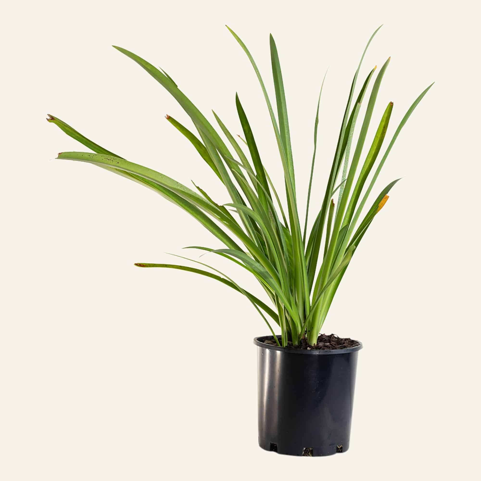 Our Plants. Hymenocallis littoralis | Instant Green Nursery | Wholesale ...