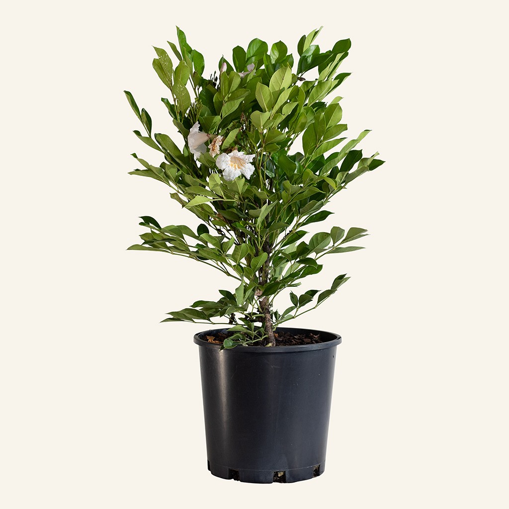 Our Plants. Radermachera Summerscent | Instant Green Nursery ...
