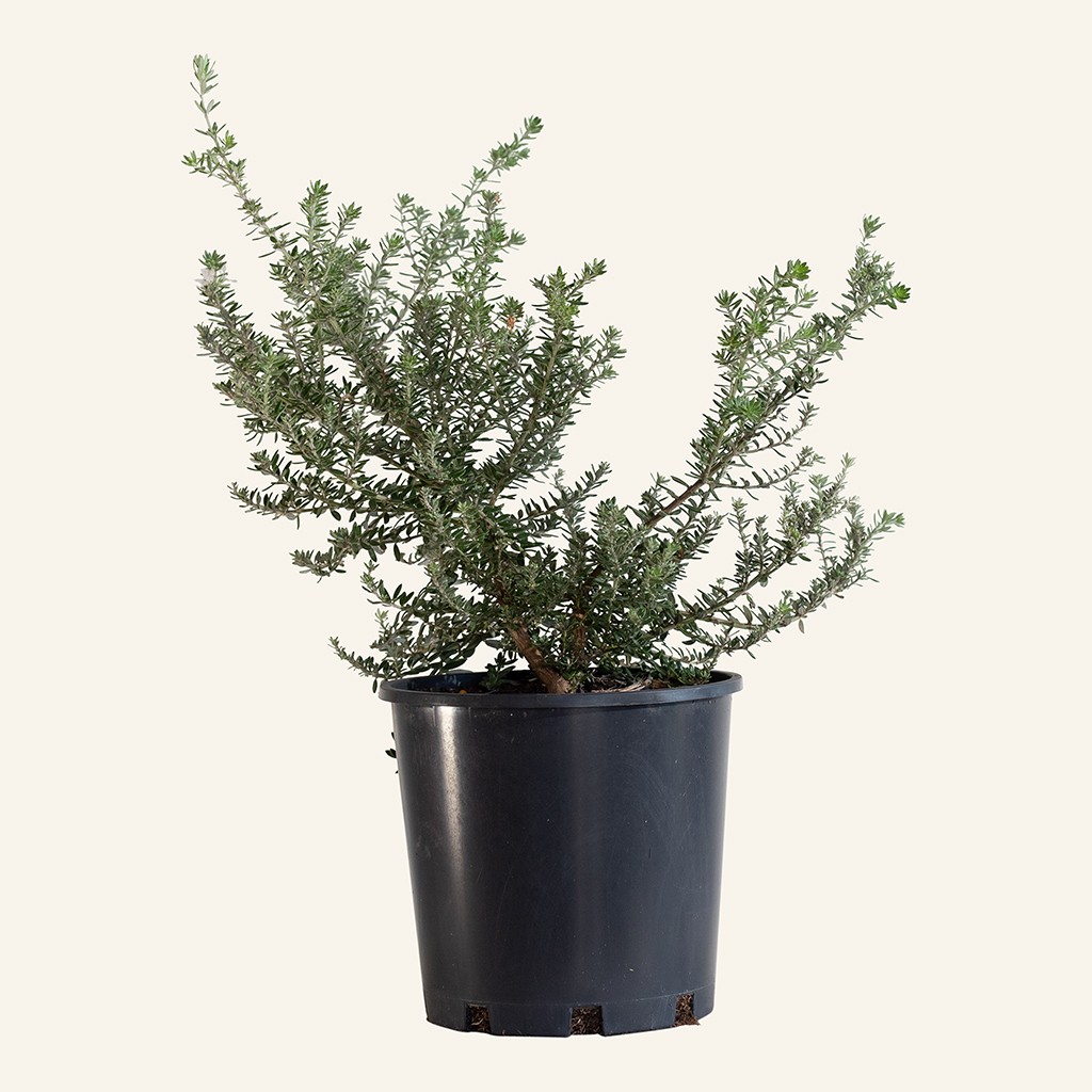 Our Plants. Westringia Zena | Instant Green Nursery | Wholesale Plant ...
