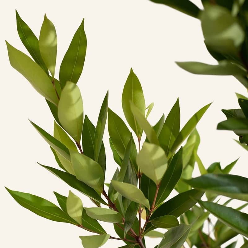 Our Plants. Acmena hemilampra | Instant Green Nursery | Wholesale Plant ...