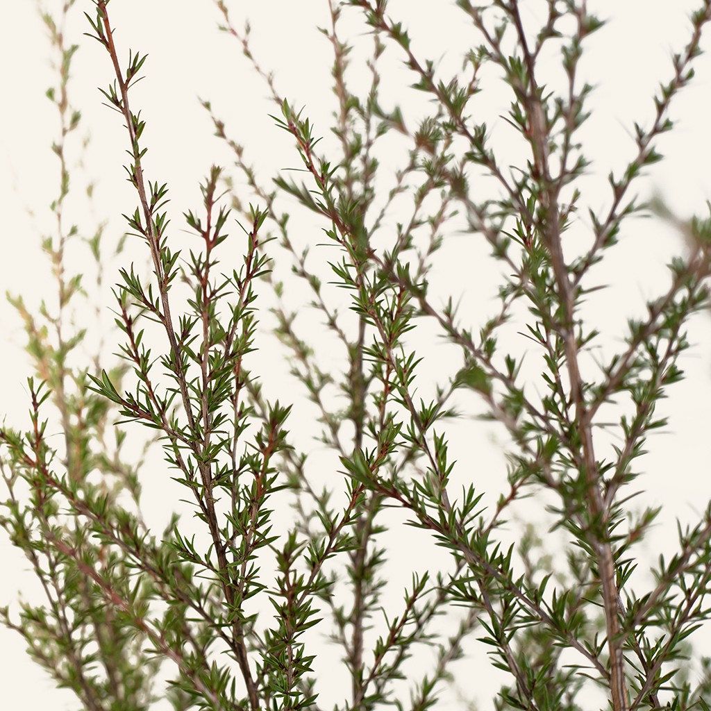 Our Plants. Leptospermum Pink Cascade | Instant Green Nursery ...