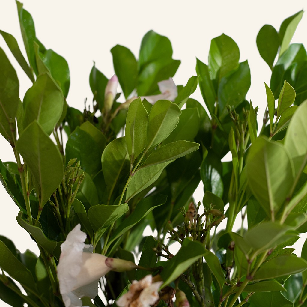 Our Plants. Radermachera Summerscent | Instant Green Nursery ...