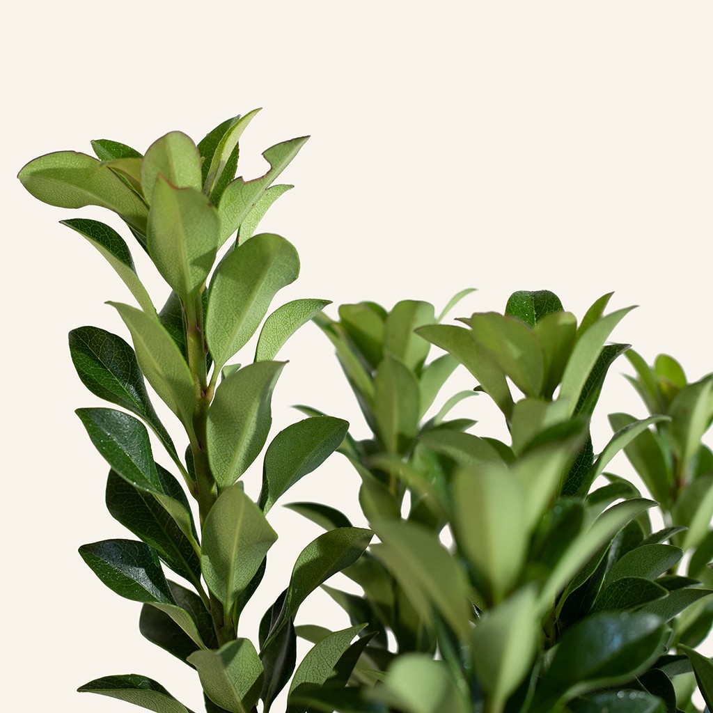 Our Plants. Rhaphiolepis Snow Maiden | Instant Green Nursery ...