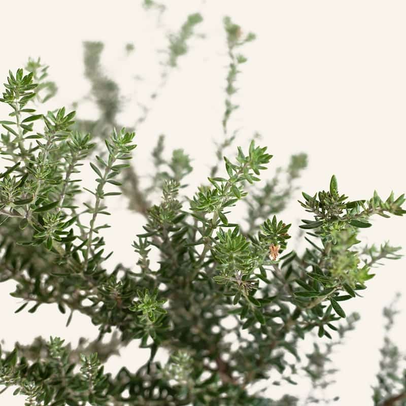 Our Plants. Westringia Zena | Instant Green Nursery | Wholesale Plant ...