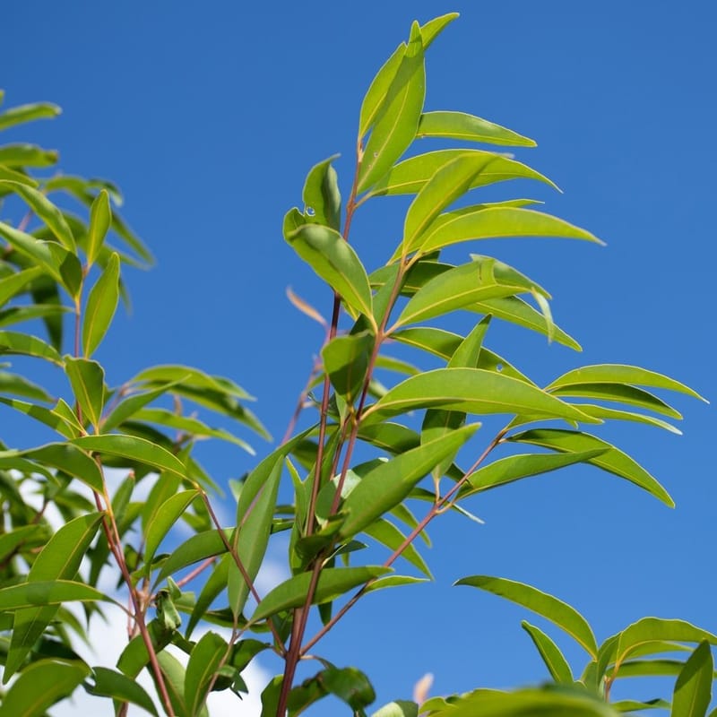 Our Plants. Waterhousea floribunda | Instant Green Nursery | Wholesale ...