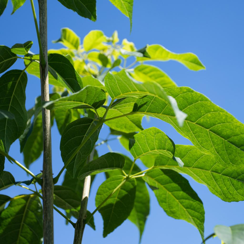 Our Plants. Tabebuia palmeri | Instant Green Nursery | Wholesale Plant ...