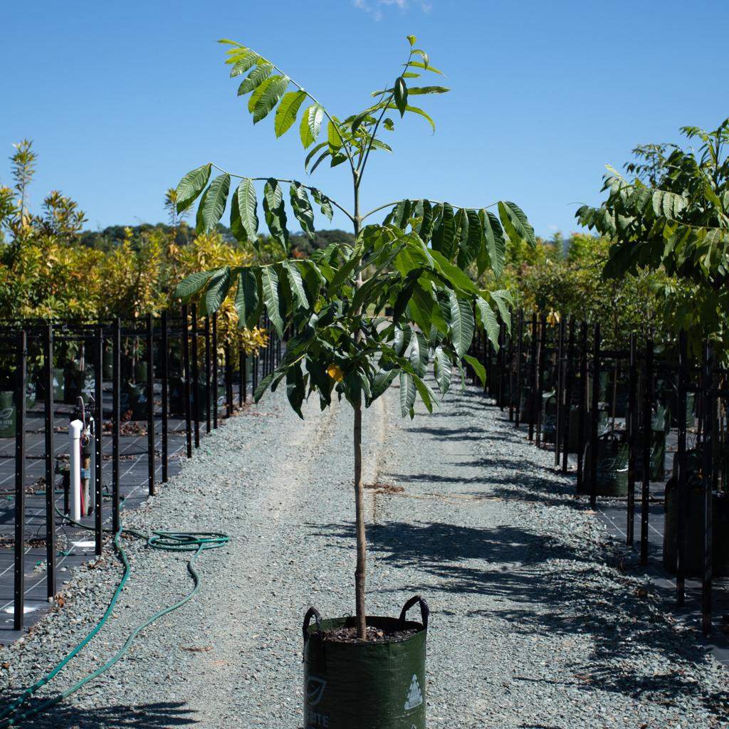 Our Plants. Flindersia schottiana | Instant Green Nursery | Wholesale ...
