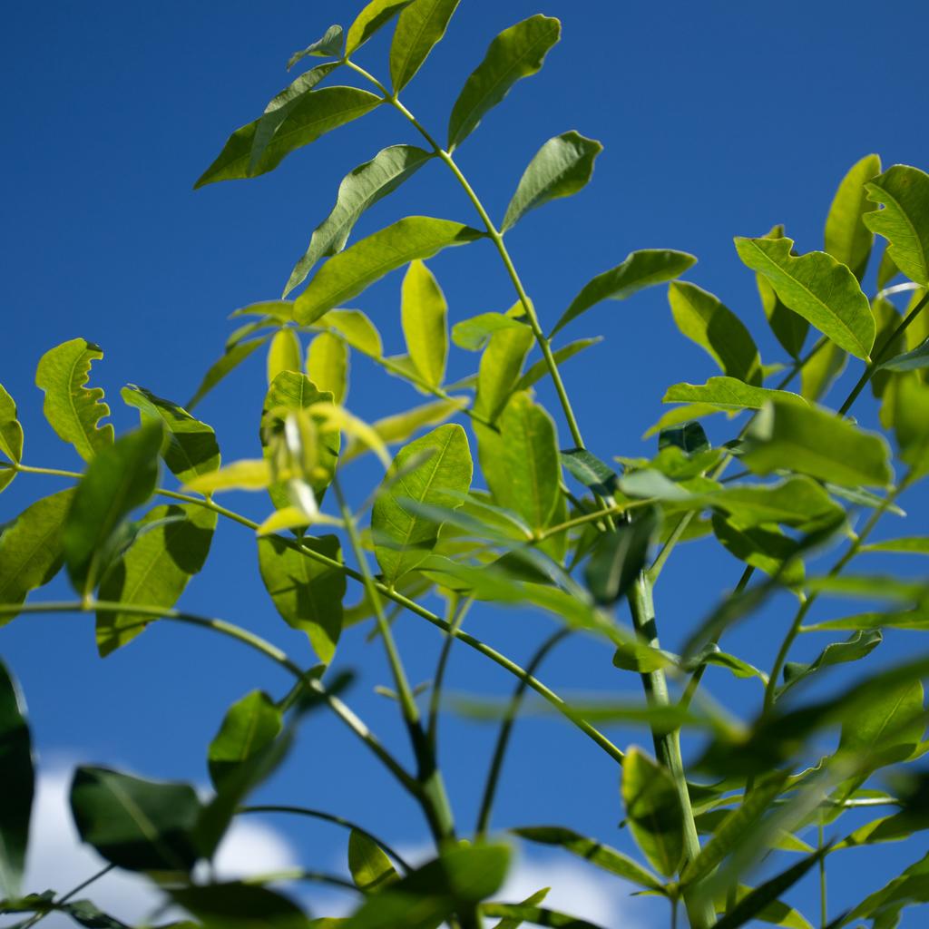Our Plants. Flindersia australis | Instant Green Nursery | Wholesale ...