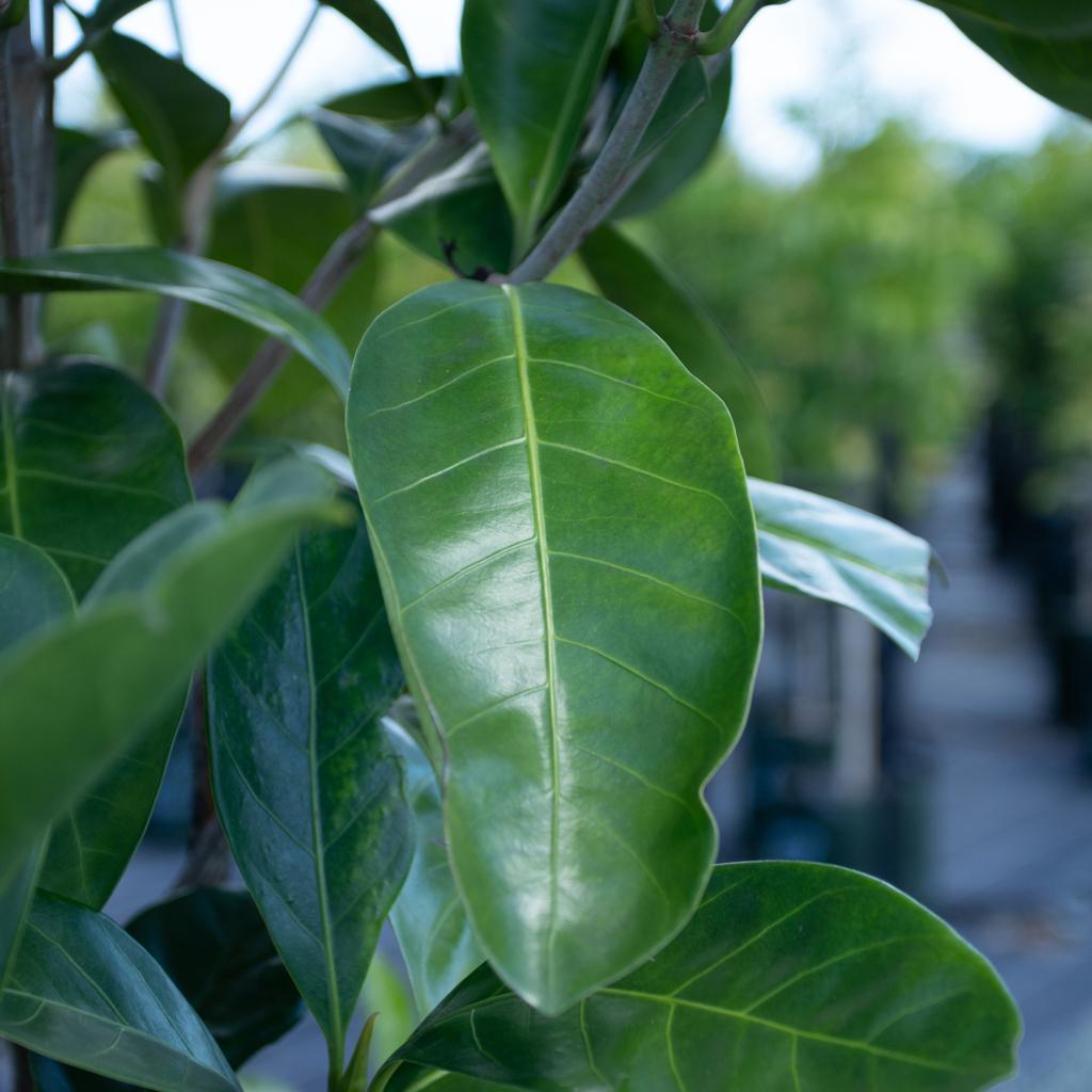 Our Plants. Randia fitzalanii | Instant Green Nursery | Wholesale Plant ...