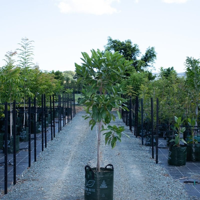 Our Plants. Randia fitzalanii | Instant Green Nursery | Wholesale Plant ...