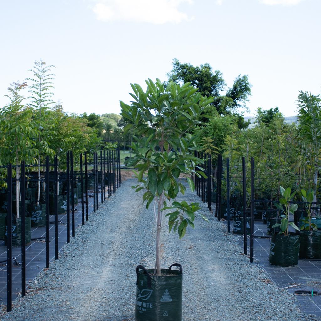 Our Plants. Randia fitzalanii | Instant Green Nursery | Wholesale Plant ...