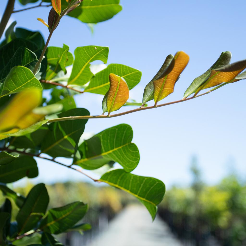 Our Plants. Cupaniopsis anacardioides | Instant Green Nursery ...