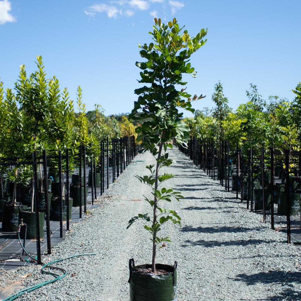 Our Plants. Cupaniopsis anacardioides | Instant Green Nursery ...