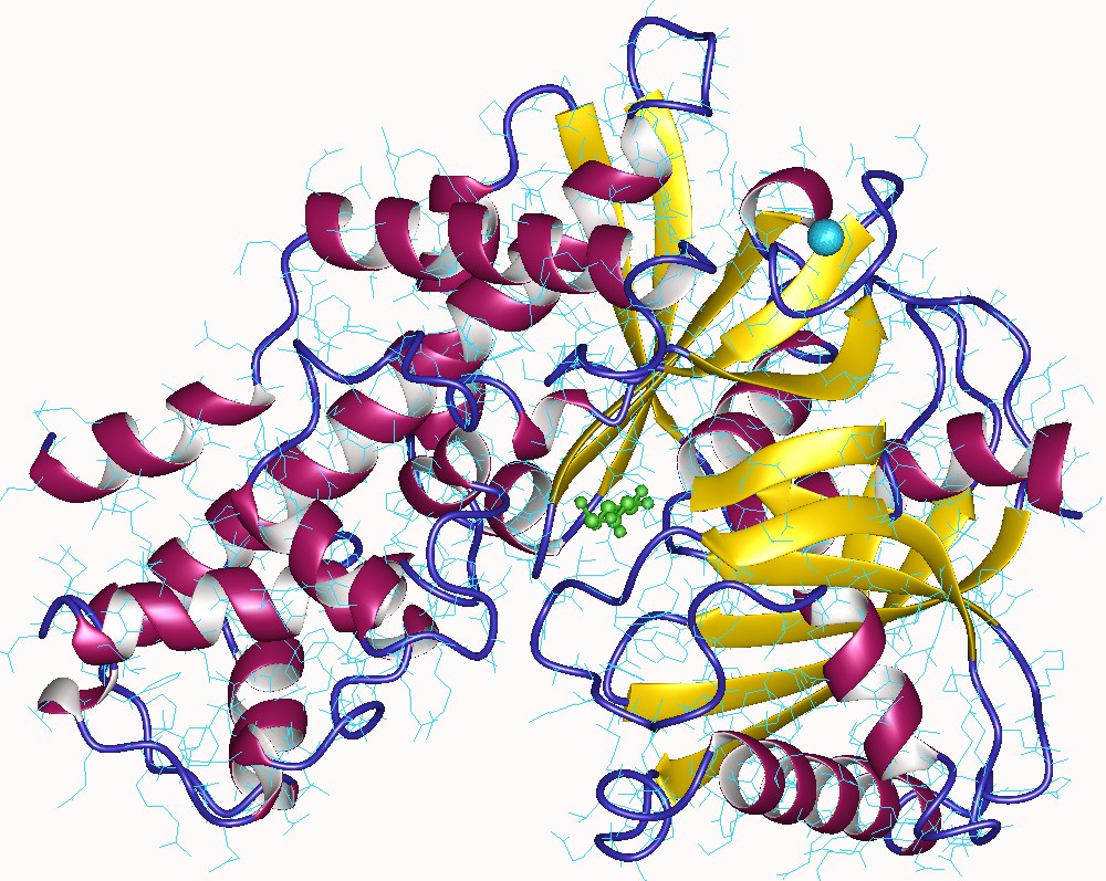 Eukaryotic elongation factor 2 (eEF2) kinase/eEF2 plays protective ...