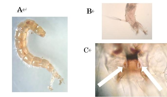 卒業研究を終えて―何がいるかな？湖の底の小さな生き物たち―【生物環境科学科】 - 北里大学獣医学部