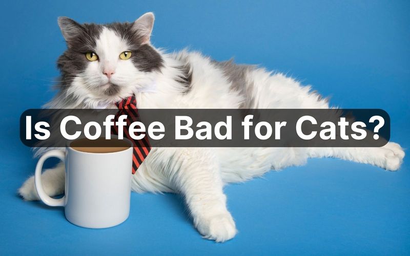 Is Coffee Bad for Cats? What Happens to a Cat on Caffeine?