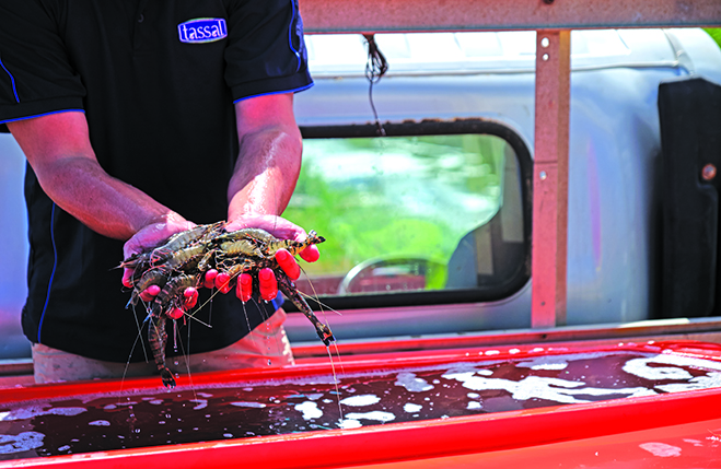 It’s All About The Prawns - Mackay Whitsunday LIfe