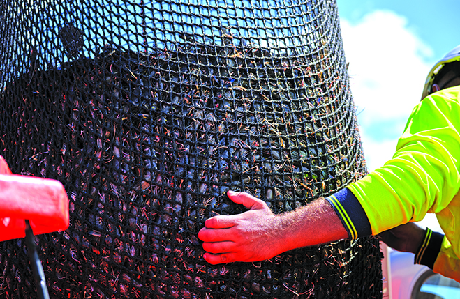 It’s All About The Prawns - Mackay Whitsunday LIfe