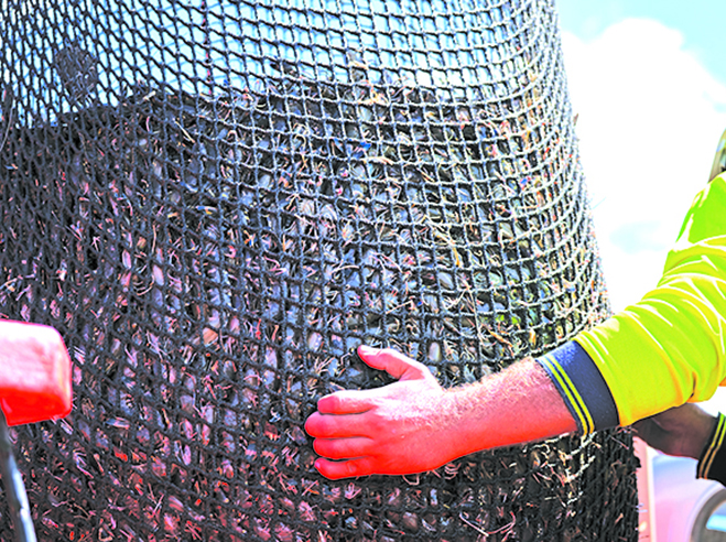 It’s All About The Prawns - Mackay Whitsunday LIfe