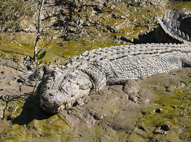 Tracking Proserpine’s River Residents - Mackay Whitsunday LIfe