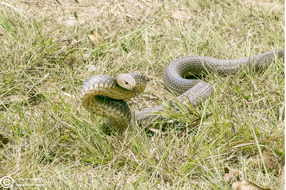Snake Season Slithers Closer - Mackay Whitsunday LIfe
