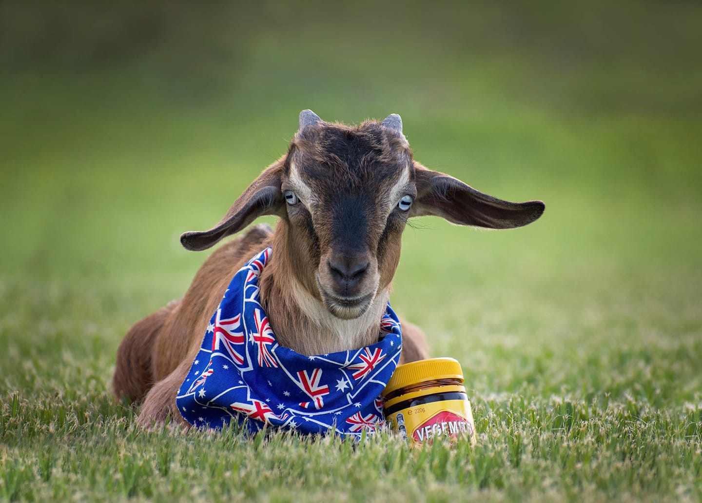 Snuggles And Fun At The Baby Animal Farm - Mackay Whitsunday LIfe
