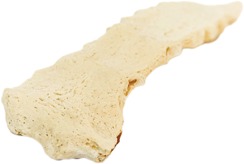 Real Human Bones for Sale | JonsBones