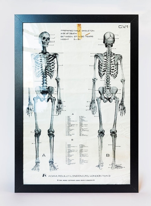 Real Human Bones for Sale | JonsBones