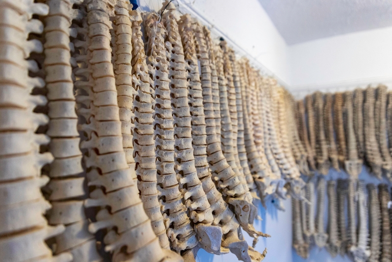 So What’s Up With the Spine Wall? | JonsBones: Osteology Education