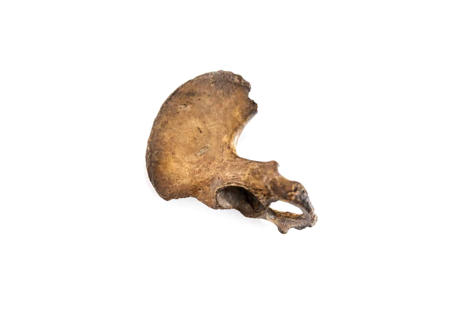 Teeth | JonsBones: Responsibly Sourced Human Osteology