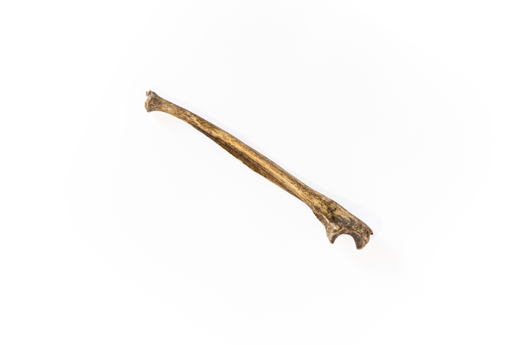 Ulnae With Dark Patina | JonsBones: Responsibly Sourced Human Osteology