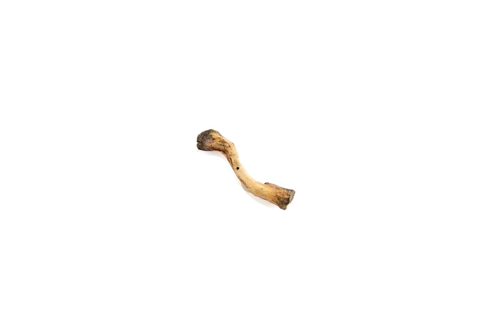 Femur (Grade B) | JonsBones: Responsibly Sourced Human Osteology