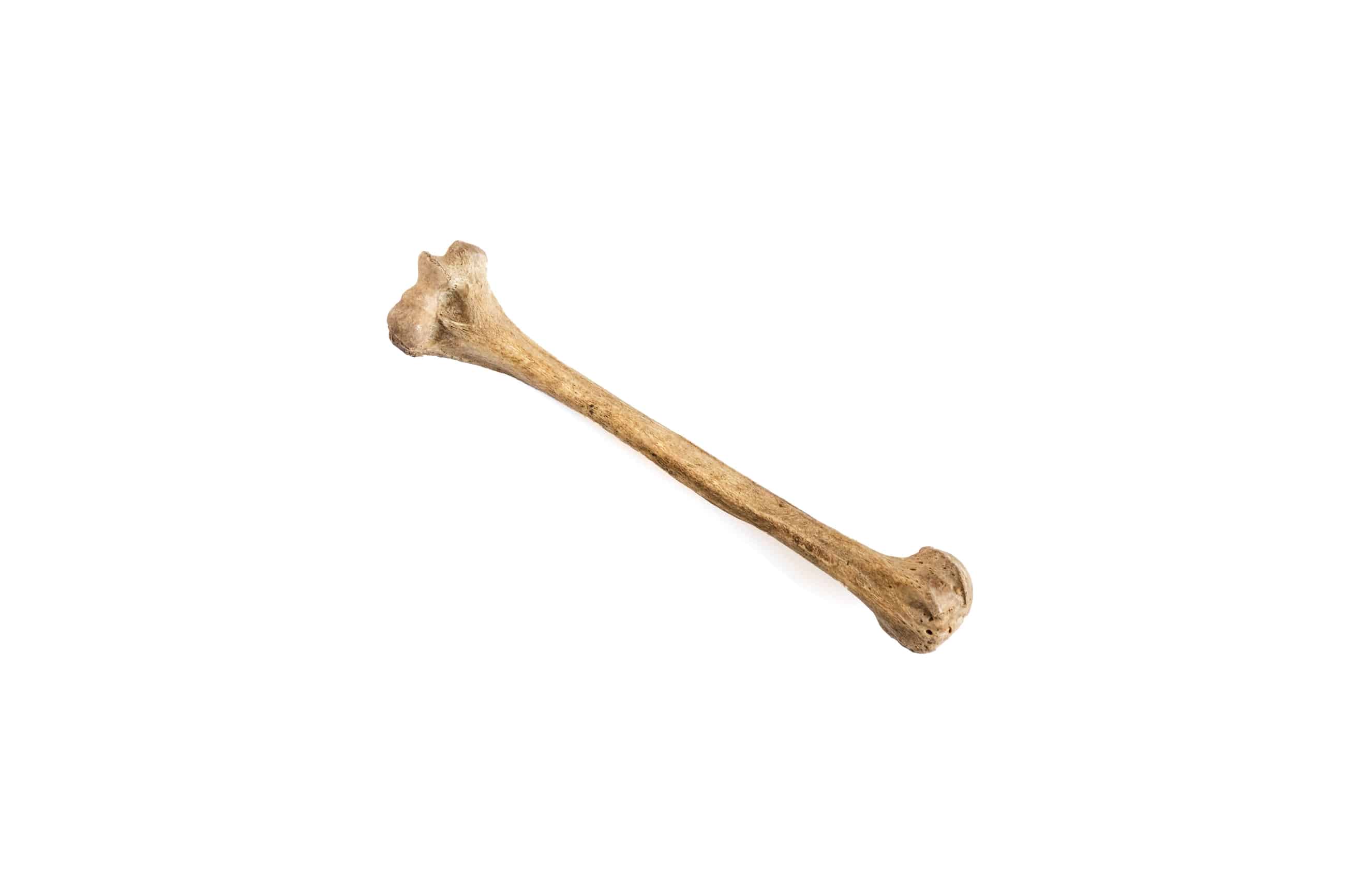 Shop Human Bones | JonsBones: Responsibly Sourced Human Osteology
