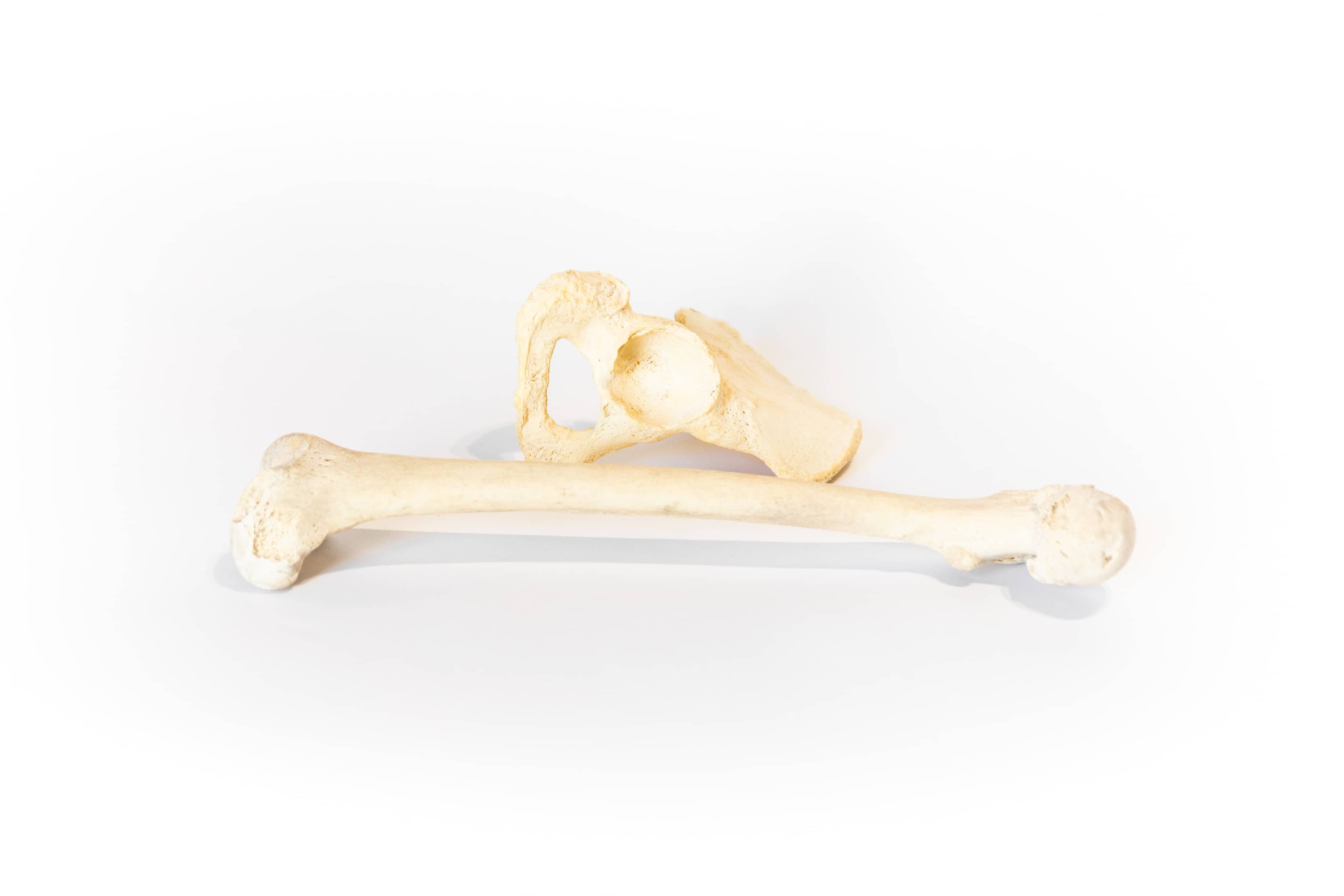 Teeth | JonsBones: Responsibly Sourced Human Osteology